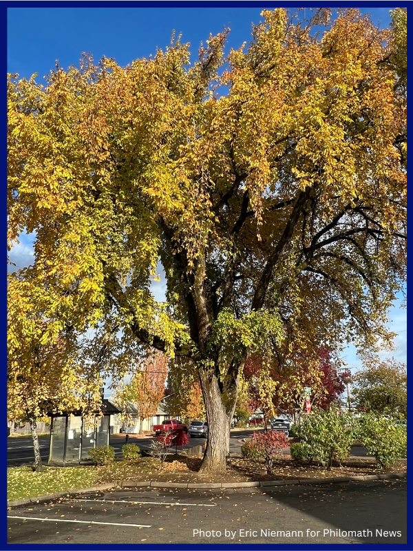 American Elm | City of Philomath, Oregon